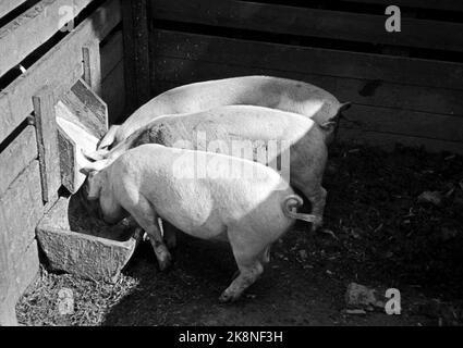 WW2 Oslo 19440704 Villagris at disposent Lund, Rosenborggaten 9. Many ...