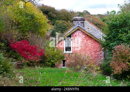 Eunonymous alatus red leaved wing spindle or fire bush outside pink ...