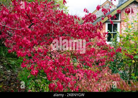 Eunonymous alatus red leaved wing spindle or fire bush outside pink ...