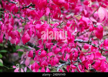 Eunonymous alatus red leaved wing spindle or fire bush outside pink ...