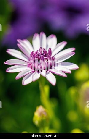 A shallow focus shot of Cape marguerite flowers with blur green ...