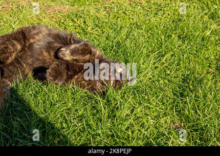Cat relaxing on her back on the gren lawn.Sunny autumn day. High ...
