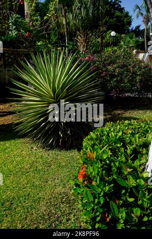 Spanish dagger 'Variegata’. A cultivar of Yucca gloriosa, Acapulco ...