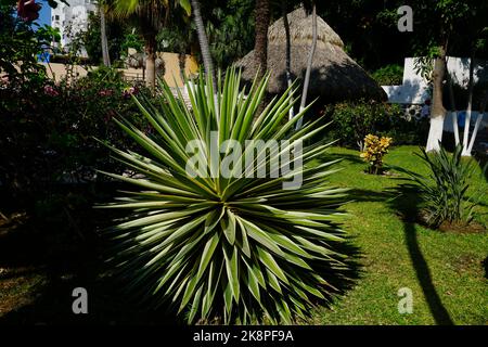 Spanish dagger 'Variegata’. A cultivar of Yucca gloriosa, Acapulco ...