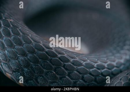 A closeup of the black scaly skin of Ring-necked snake Stock Photo - Alamy