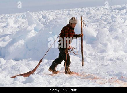 19770316 Sealing on the ice outside Newfoundland. Catcher with dead ...