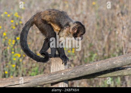 Golden-bellied capuchin / yellow-breasted / buff-headed capuchin ...