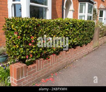 A camelia hedge in Sidmouth, Devon. Hedge made from camelia bushes ...