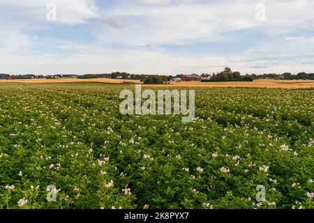 A rural landscape with a beautiful field at Toten, Norway Stock Photo ...