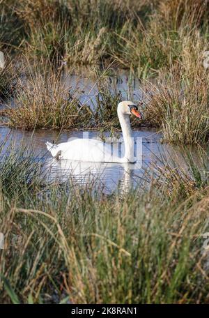 Portmore Lough, Aghalee, County Antrim, Northern Ireland, UK. 24 Oct ...