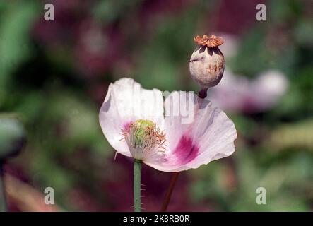 Oslo 1989: Opium poppies (photographed at Gaustad Hospital). Drug ...