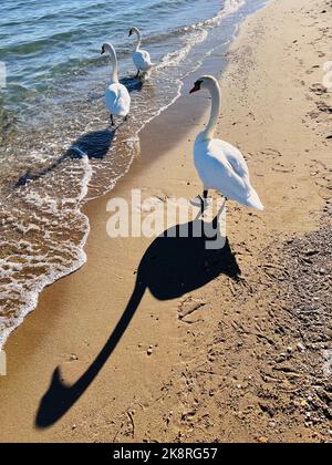 A vertical shot of white sandy beach with seascape under blue sky Stock ...