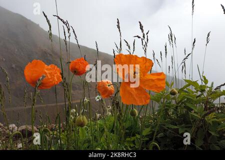 An endemic papaver (Papaver lateritium) species in the foggy mountains ...