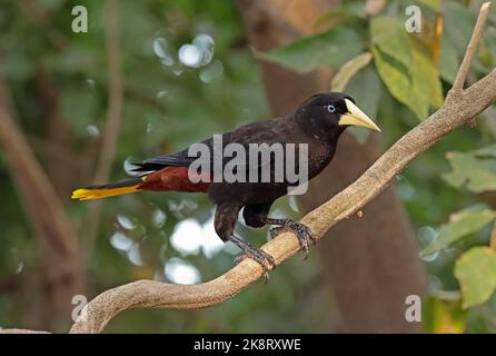 Crested Oropendola (Psarocolius decumanus decumanus) immature perched ...