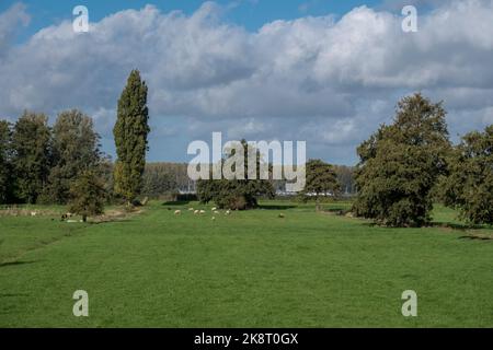 Polder with grass, water and small bridges in the polder, The ...