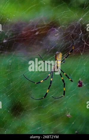 Joro Spider (Trichonephila clavata Stock Photo - Alamy