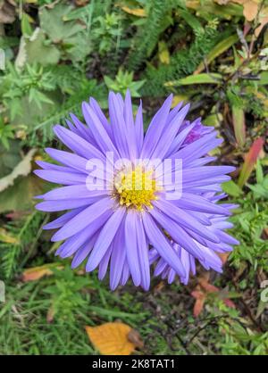 Vertical shot of a beautiful purple flower with green leaves Stock ...