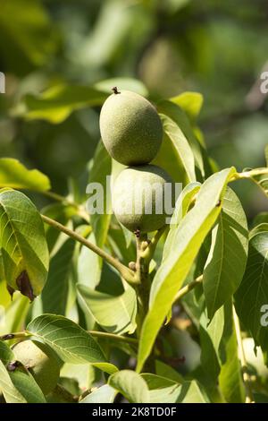 View of two walnuts on tree in Italy Stock Photo - Alamy
