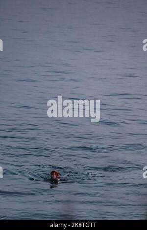 Brave swimmers are seen enjoying an autumn evening swim in the sea, in ...