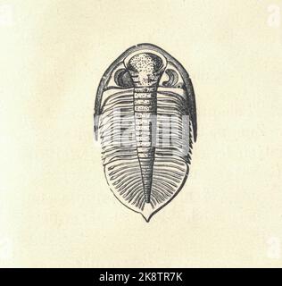 Antique engraved illustration of trilobite. Vintage illustration of the ...