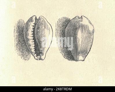 Cypraea moneta, Print, Monetaria moneta, common name the money cowry ...