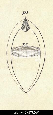 Antique engraved illustration of swan mussel. Vintage illustration of ...