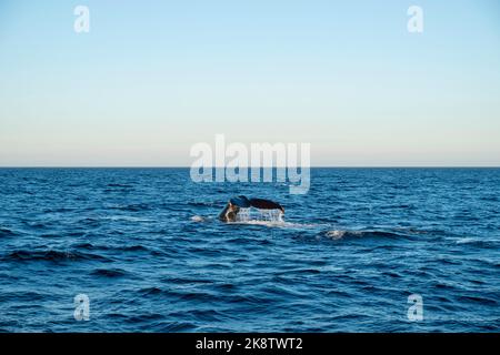 A whale's fluke is all that you see as it dives from the surface ...
