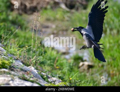 A raven with a nut in its beak flies over Stock Photo - Alamy