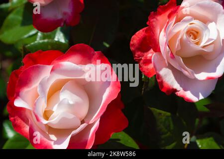 Rose Nostalgie Red White roses in the park garden Stock Photo - Alamy