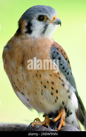 KESTREL .NEW FOREST, HAMPSHIRE PICV MIKE WALKER 2017 Stock Photo - Alamy