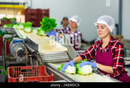 Female workers of vegetable sorting factory checking and peeling ...