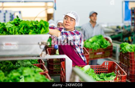 Female sorter working on lettuce sorting line in agricultural factory ...