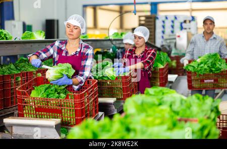Woman working on sorting line in vegetable factory, arranging lettuce ...