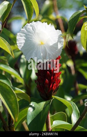 Cheilocostus speciosus (Also called crepe ginger, Costaceae, Hellenia ...