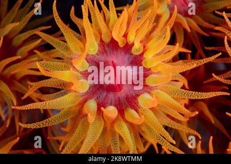 A colorful coral polyp, Tubastrea faulkneri, grows in a colony on a ...