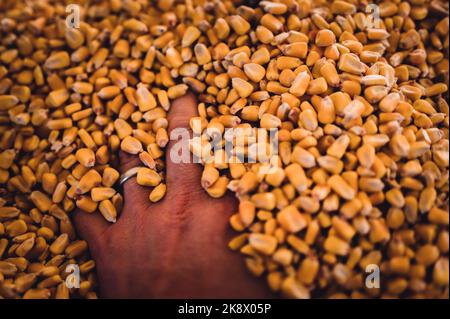 Hand buried and entrapped in the top layer of corn in a grain storage ...