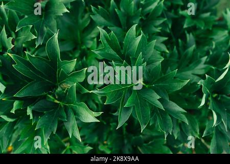 Keen sharp bush leaves of dark green color. Side view. Plant texture ...