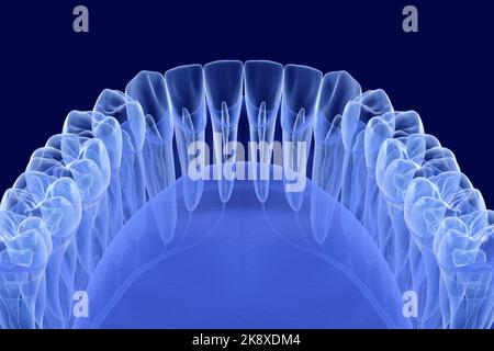 Teeth root anatomy, Xray view. Medically accurate dental 3D ...