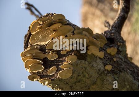 Looking up at tiers of Australian Turkey Tail fungi Trametes Versicolor ...