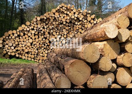 Panoramic image of log piles, forestry in Germany Stock Photo - Alamy