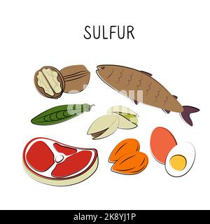 Sulfur-containing food. Groups of healthy products containing vitamins ...