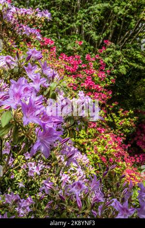 Beautiful spring azalea flowers in full bloom growing in the sunny ...