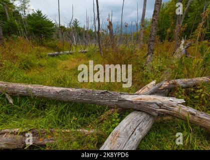 Maine swamp with lots of dead trees in early fall Stock Photo - Alamy