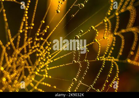 Dew drops glisten on backlit cobwebs Stock Photo - Alamy