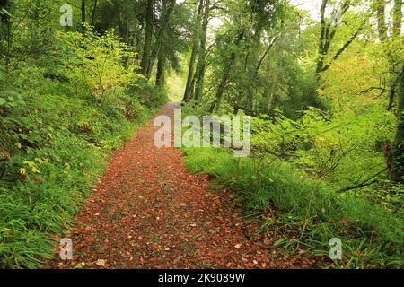 Holne woods woodland path, Dartmoor, Devon, England UK Stock Photo - Alamy