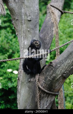 A black Siamang playing alone in the zoo, climbs a tree Stock Photo - Alamy