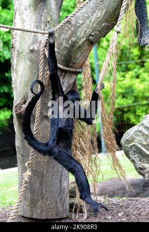 A black Siamang playing alone in the zoo, climbs a tree Stock Photo - Alamy
