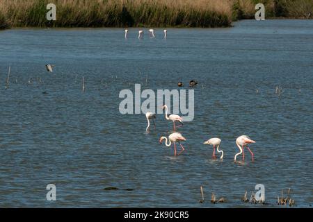 Great Flamingos (Phoenicopterus roseus), Donana National & Natural Park ...
