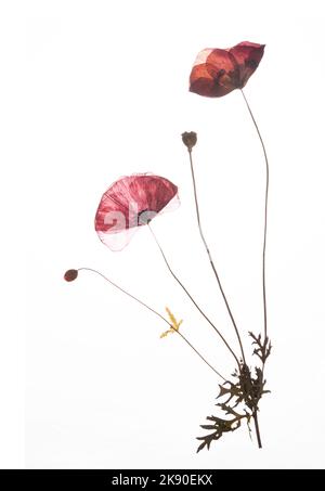 Pressed poppy flowers on a white background Stock Photo - Alamy