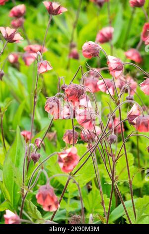 GEUM RIVALE LEONARDS VARIETY AVENS Stock Photo - Alamy